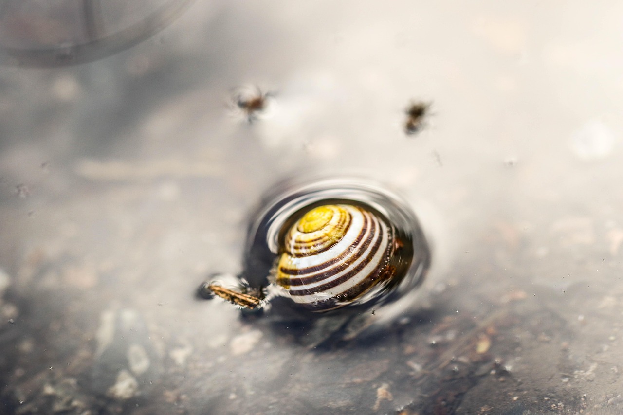 Snail Puddle Water - Free photo on Pixabay - Pixabay