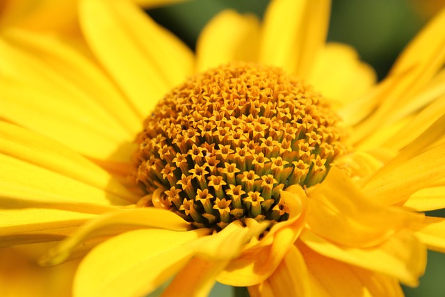 Blossom Bloom Yellow - Free photo on Pixabay