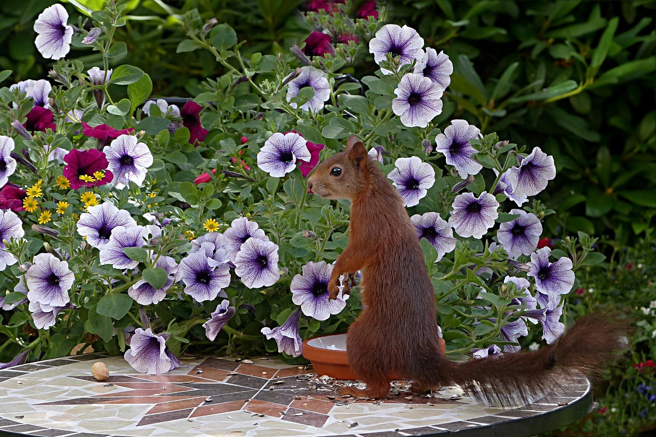 Animal Mamífero Ardilla Sciurus - Foto gratis en Pixabay