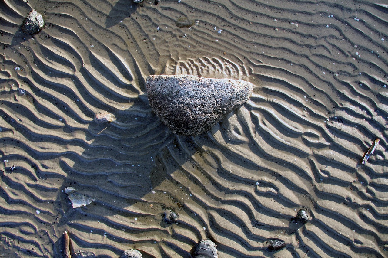 Shell Watt Wadden Sea North - Free photo on Pixabay - Pixabay