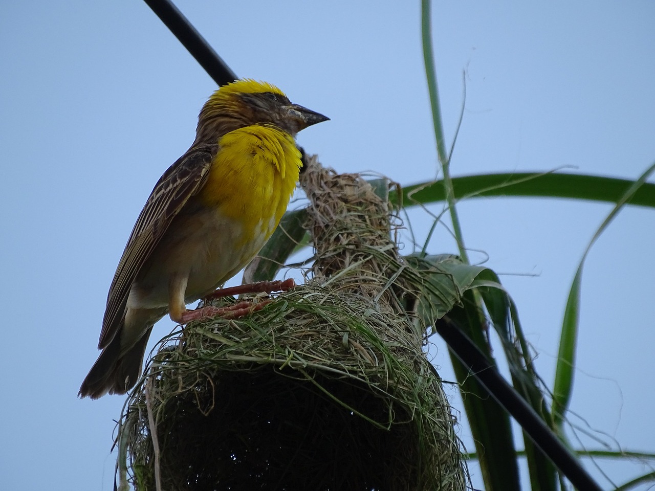 Oiseau Nature Faune - Photo gratuite sur Pixabay - Pixabay