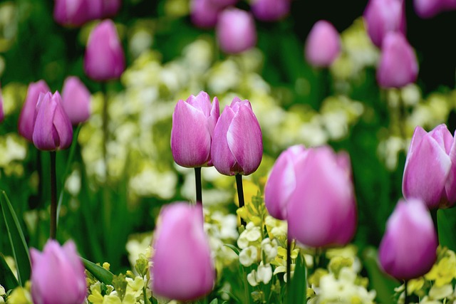 Flores Jardim Natureza De - Foto gratuita no Pixabay - Pixabay