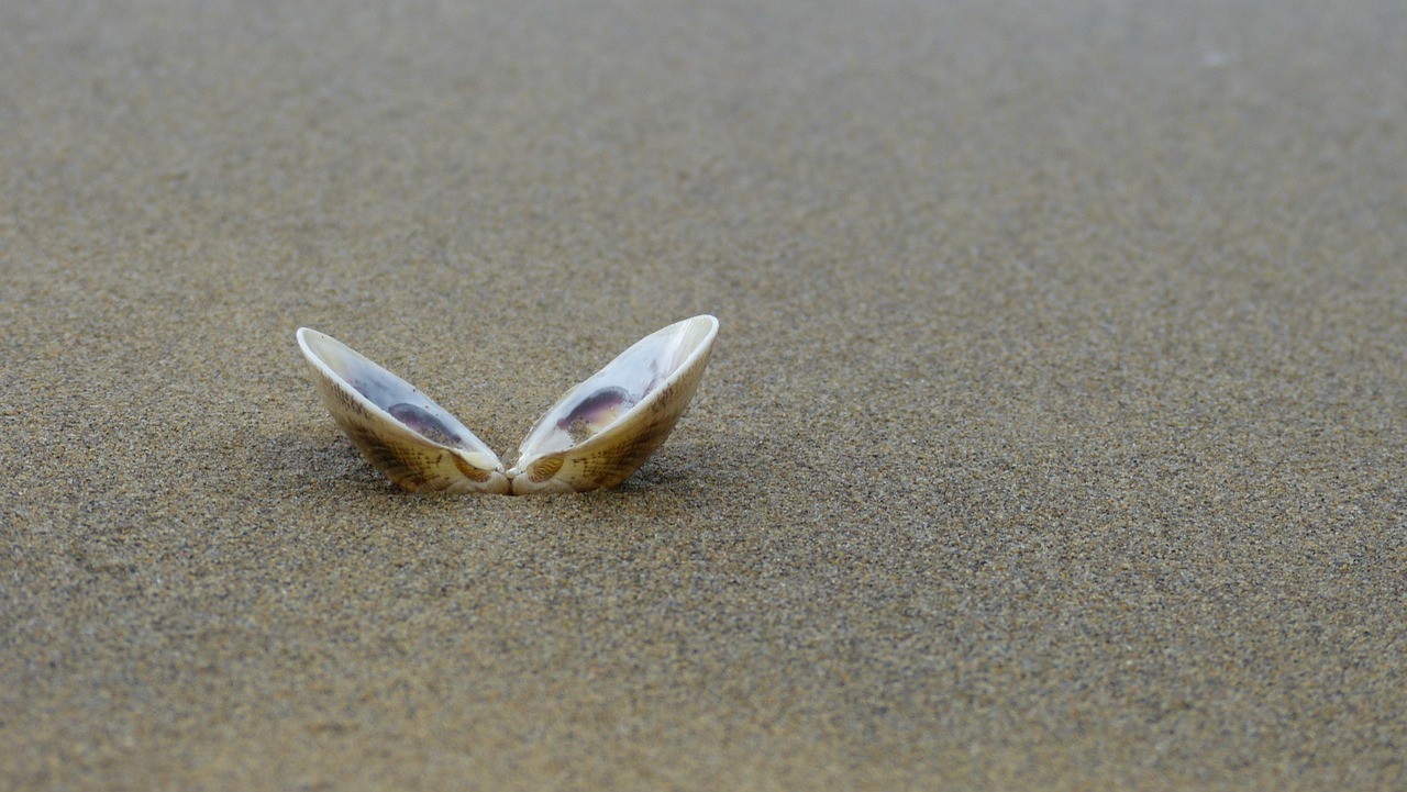 Muschel Strand Sand - Kostenloses Foto auf Pixabay