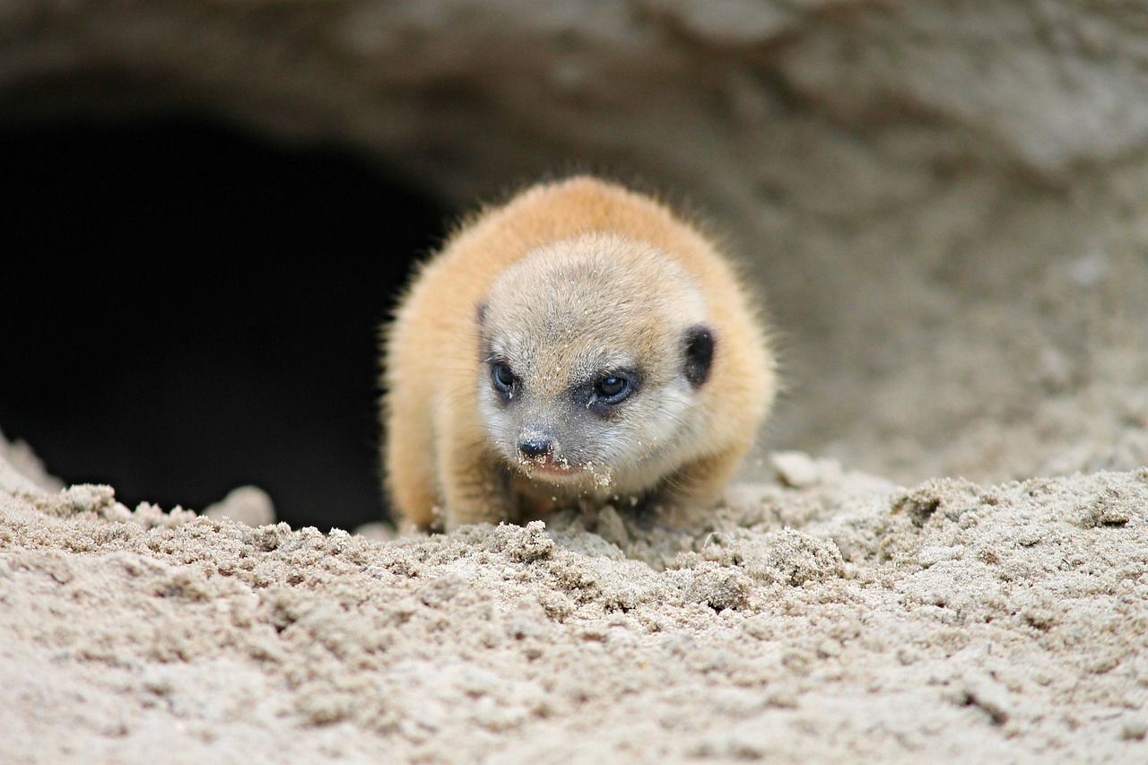 Baby Meerkats Sleeping