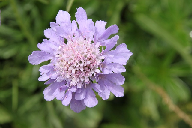 Fleur Alpes Alpine - Photo gratuite sur Pixabay - Pixabay
