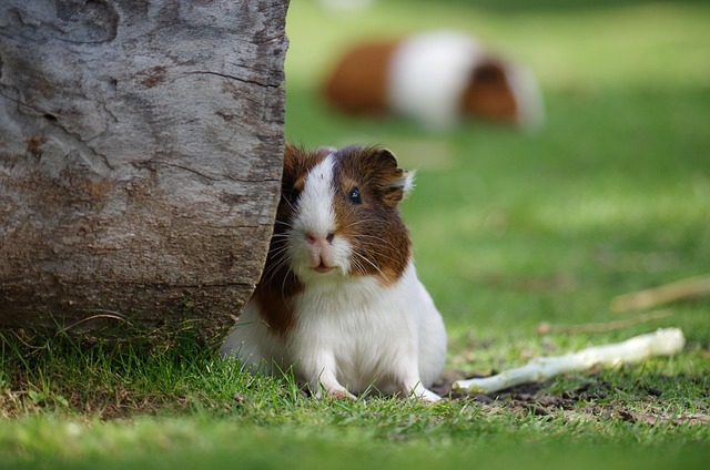 Guinea Pig The Animal Hamster - Free photo on Pixabay