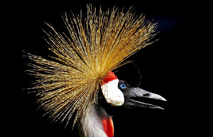 900+ Free Crane Bird & Crane Images