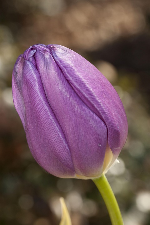 Tulip Flower Purple - Free photo on Pixabay