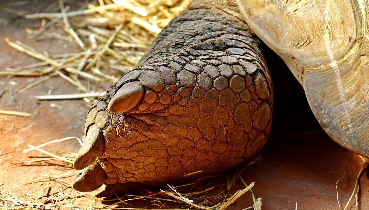 6,000+ Free Giant Foot & Foot Images - Pixabay