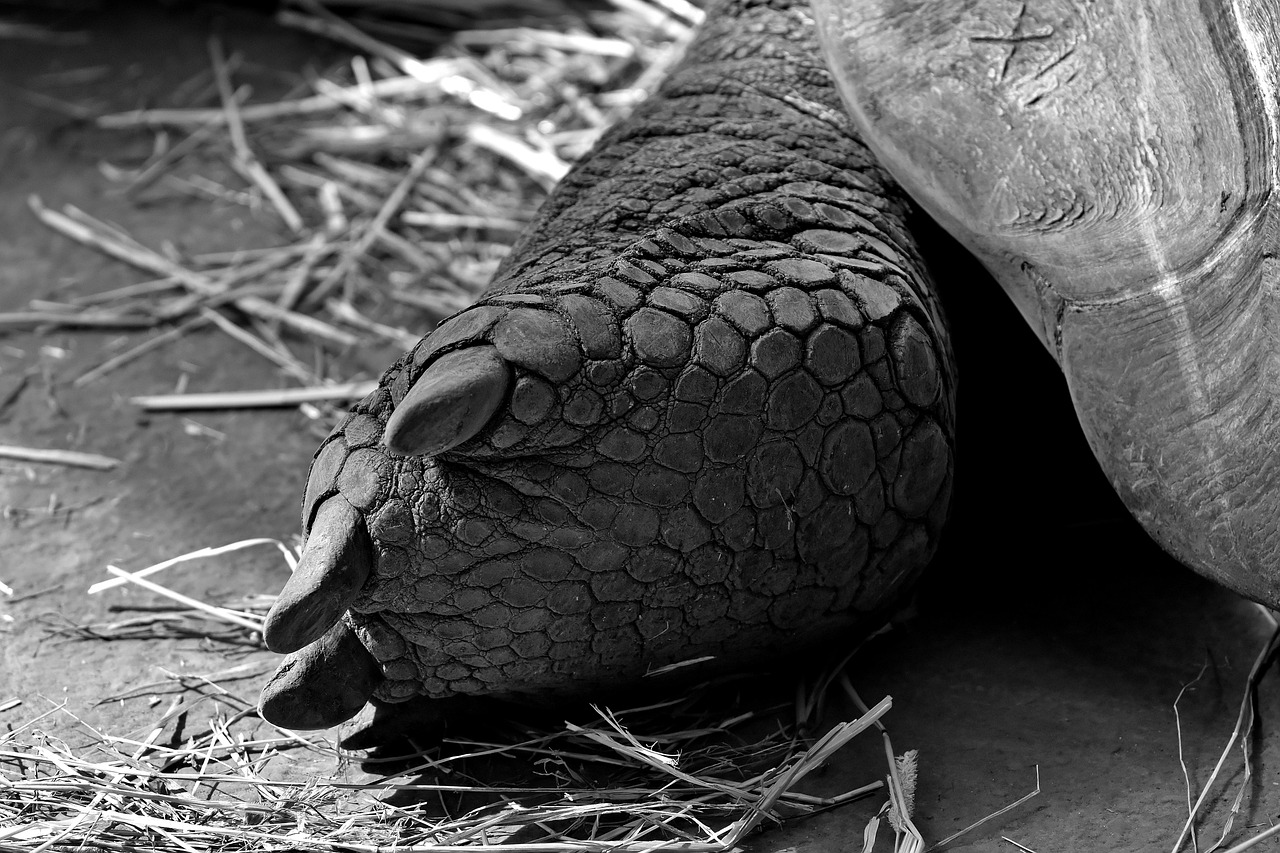 6,000+ Free Giant Foot & Foot Images - Pixabay