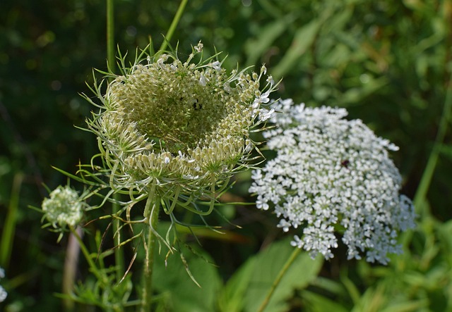 Queen Anne'S Lace Bud Opening - Free photo on Pixabay - Pixabay