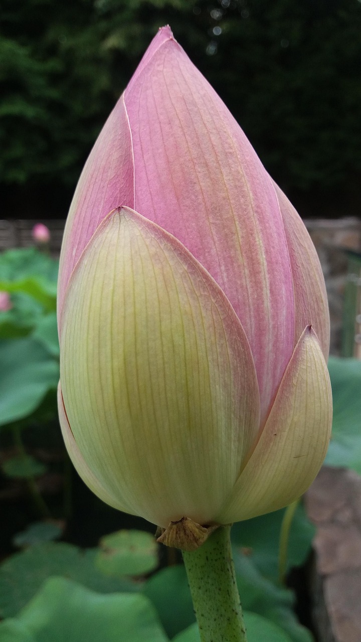 Teratai Lily Air Bunga - Foto gratis di Pixabay - Pixabay