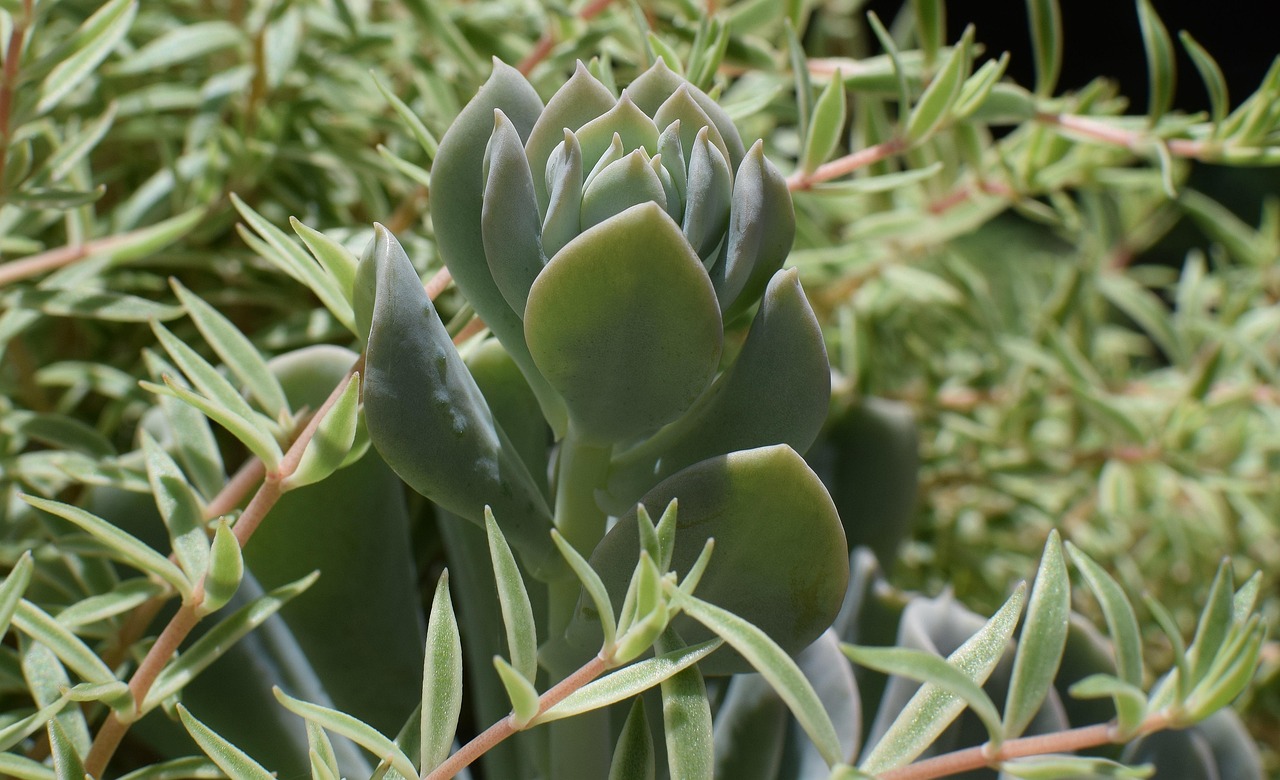 Succulentes Une Nouvelle - Photo gratuite sur Pixabay - Pixabay