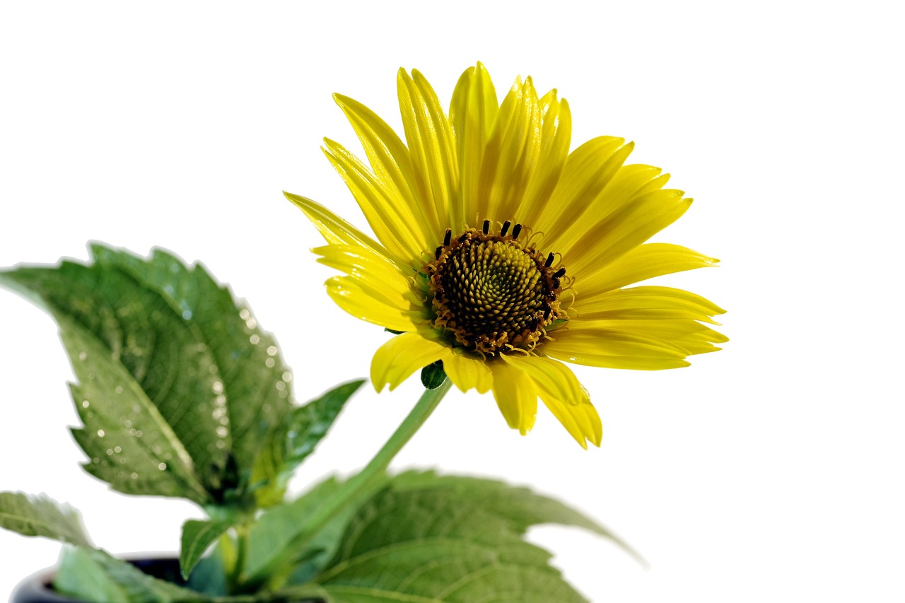 50+ Free Single Sunflower & Sunflower Images - Pixabay