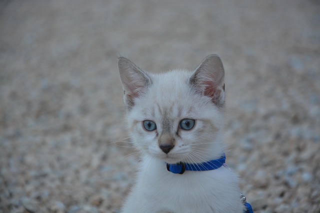 Más de 2 imágenes gratis de Johtaja Chatton y Felino - Pixabay