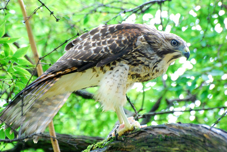 Hawk Feeding Nature - Free photo on Pixabay - Pixabay