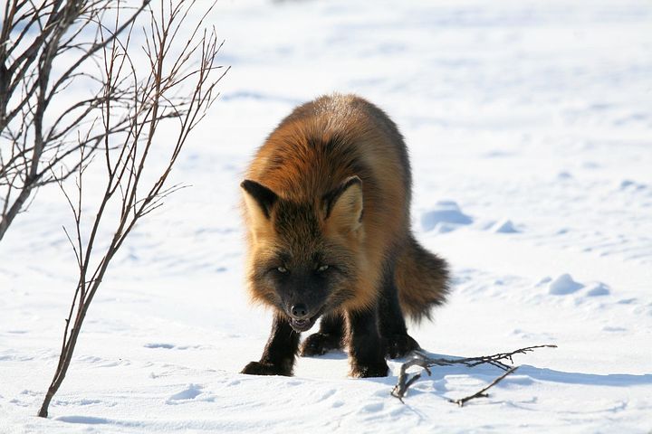 100+ kostenlose Fuchs Im Winter und Fuchs-Bilder - Pixabay