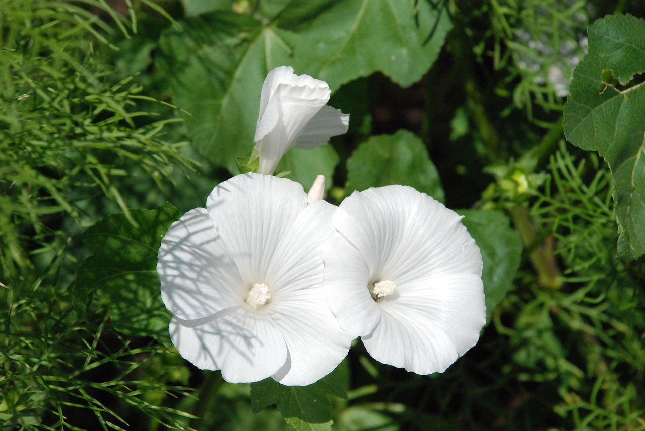 1,000+ Free Petunias & Nature Images - Pixabay