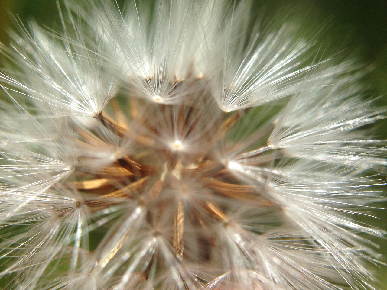 Fleur Blanche La Nature - Photo gratuite sur Pixabay - Pixabay