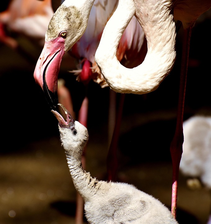 Cute Pictures of Flamingos: Adorable Wonders of the Bird World