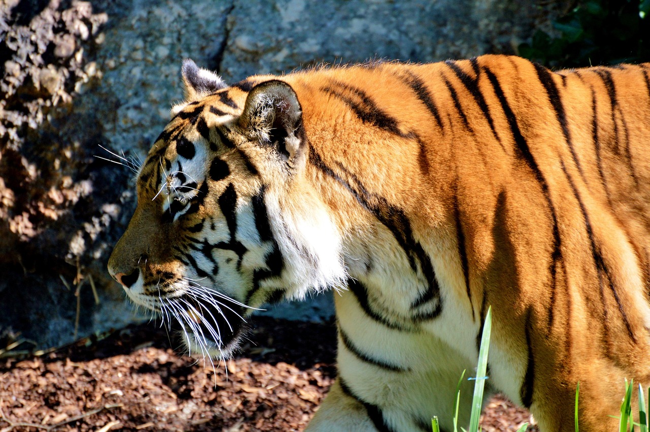 Tiger Big Cat - Free photo on Pixabay - Pixabay