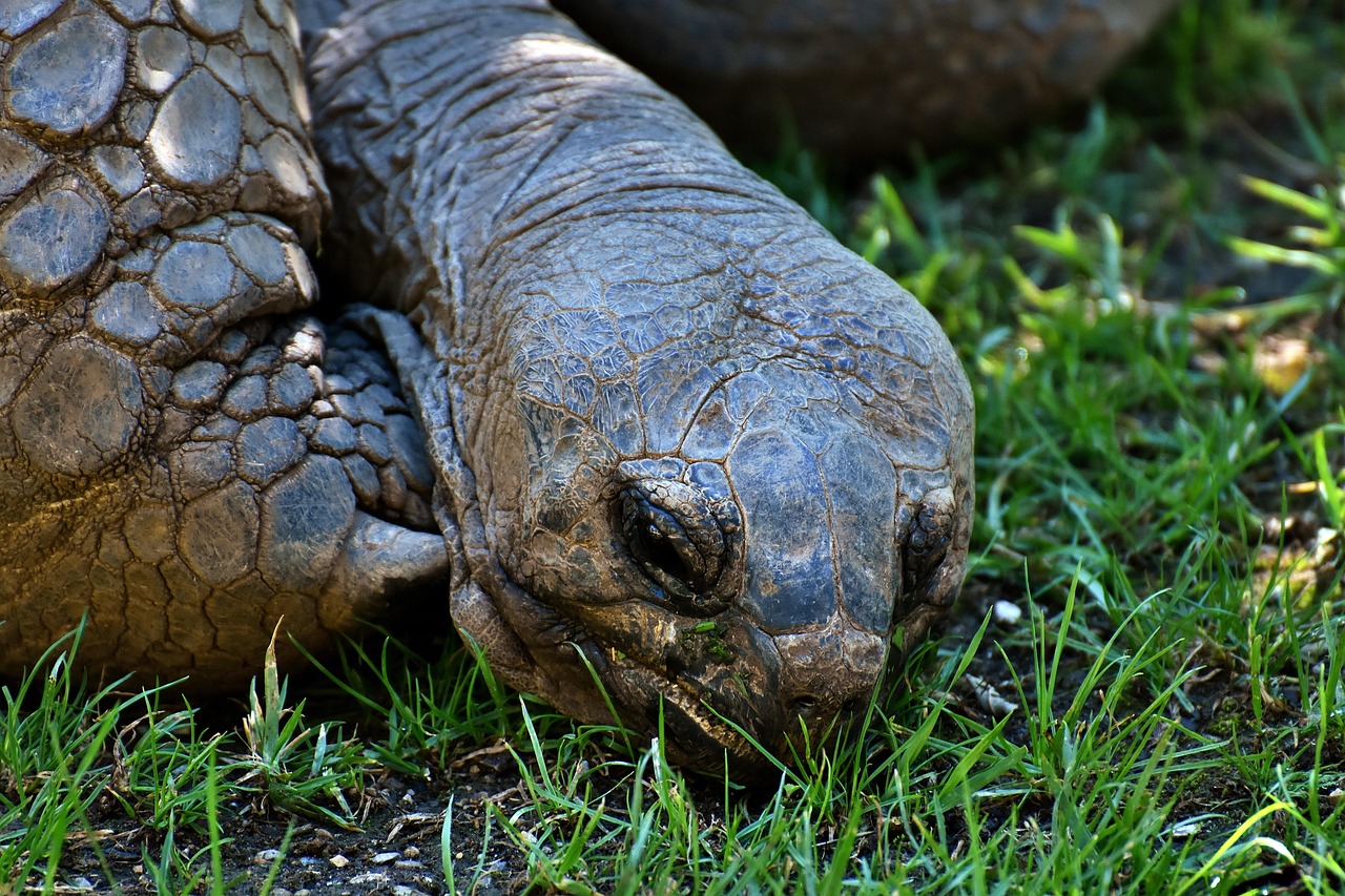 Giant Tortoise Animal Tank - Free photo on Pixabay - Pixabay