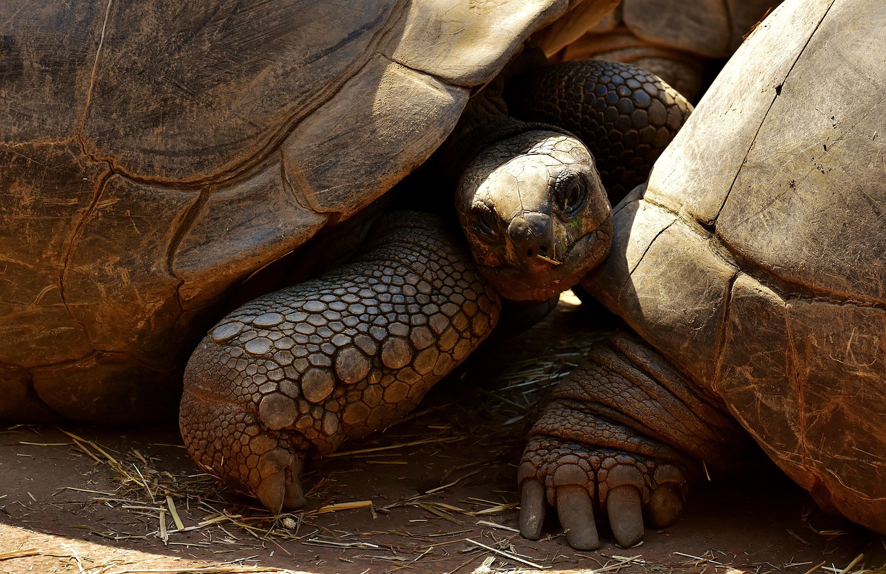 1,000+ Free Tortoises & Nature Images - Pixabay