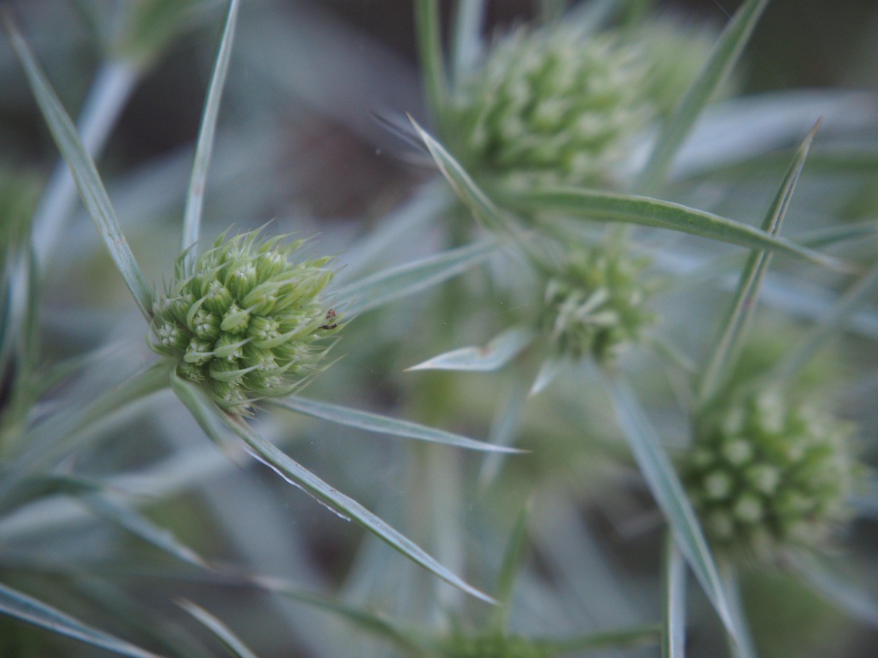 Thistle Nature Plant - Free photo on Pixabay - Pixabay