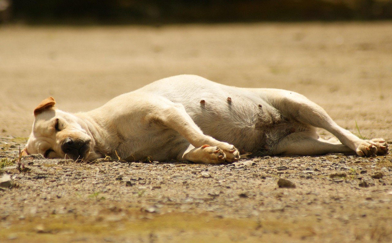 La Nature Chiens Quimbaya - Photo gratuite sur Pixabay - Pixabay