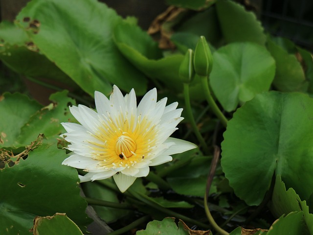 Kukinta Lotus Lampi Valkoinen - Ilmainen valokuva Pixabayssa - Pixabay