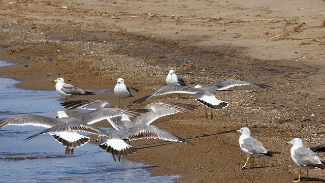 Animal Mar Playa - Foto gratis en Pixabay - Pixabay
