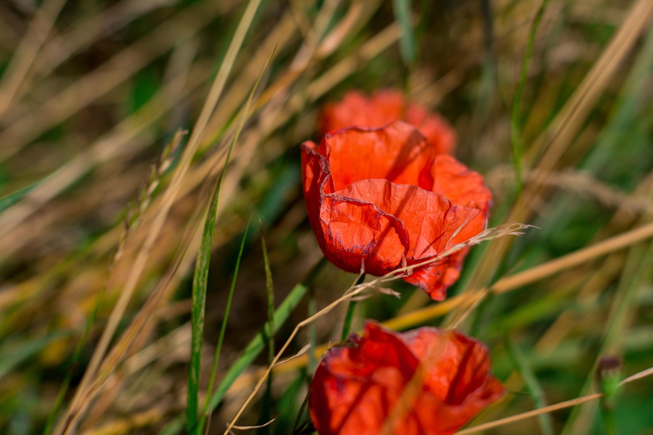Poppies Flowers Meadow - Free photo on Pixabay - Pixabay