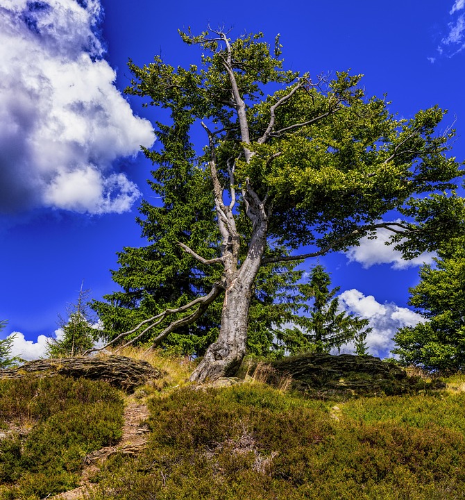 Baum Buche Natur - Kostenloses Foto auf Pixabay