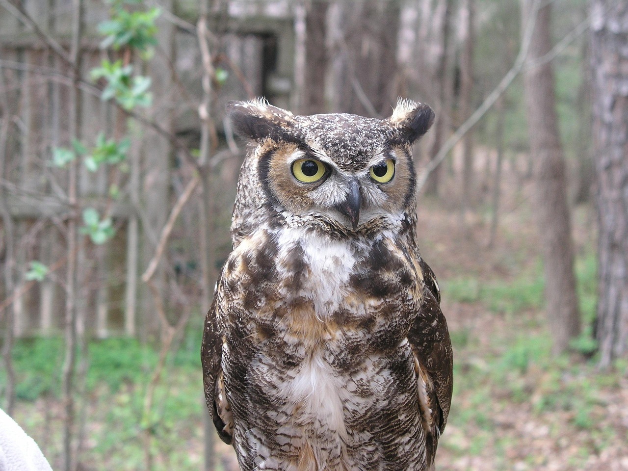 Owl Bird Animal - Free photo on Pixabay