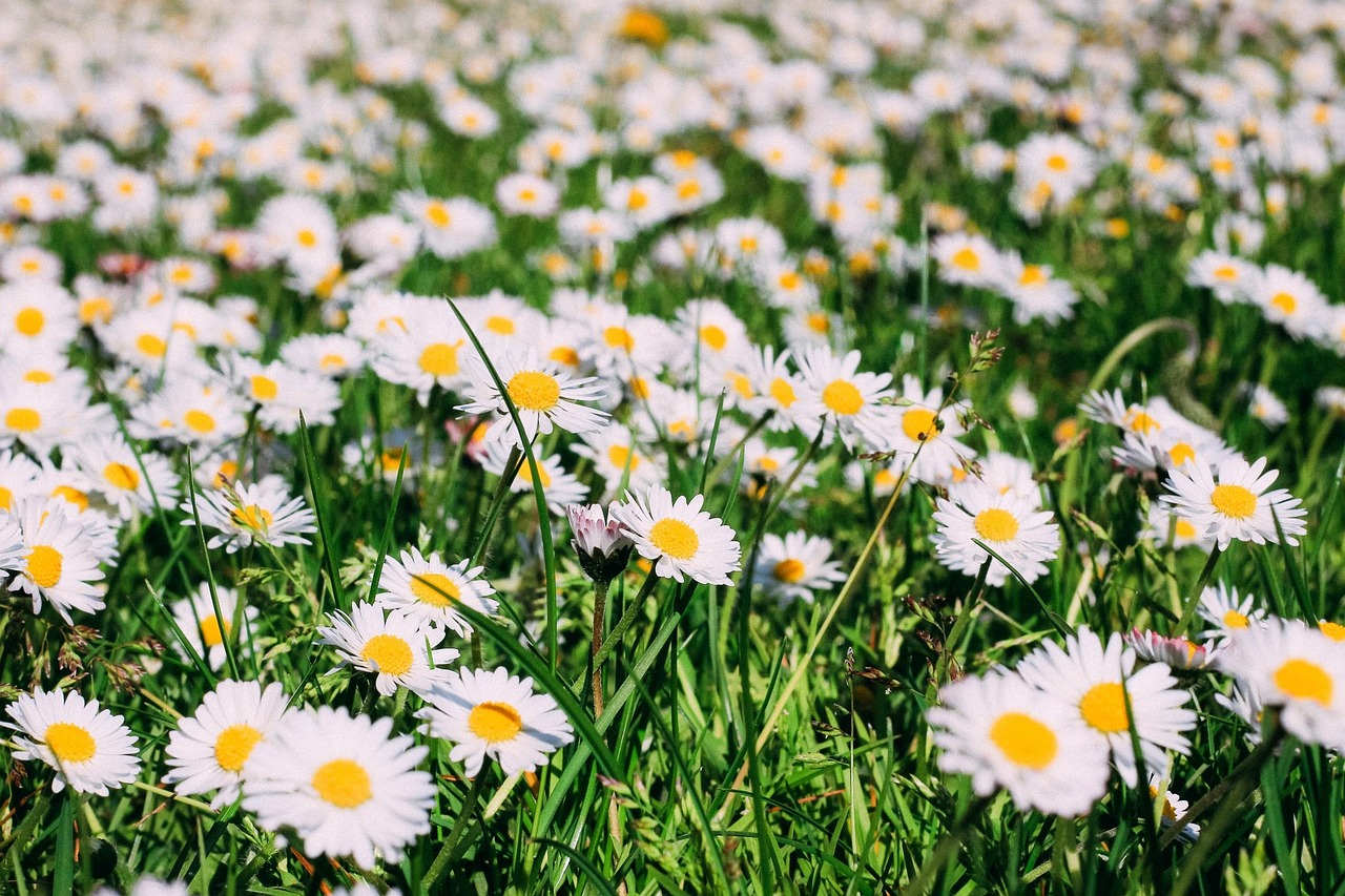 Tournesol Marguerite La Nature - Photo gratuite sur Pixabay - Pixabay