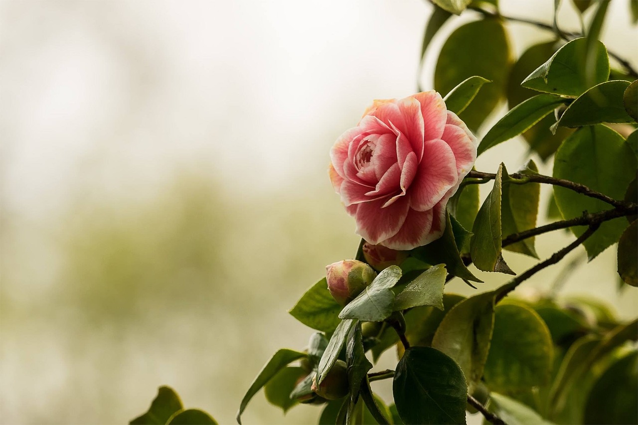 400,000+ Free Camellia Flower & Camellia Images - Pixabay