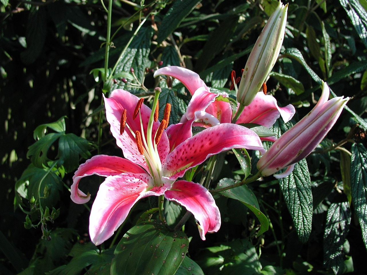 Lírio Flor Jardim - Foto gratuita no Pixabay - Pixabay