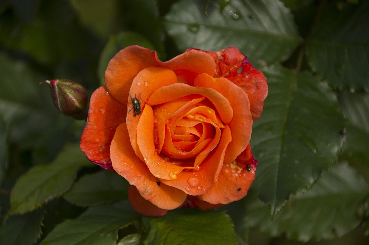 Rose Nature Blossom - Free photo on Pixabay - Pixabay