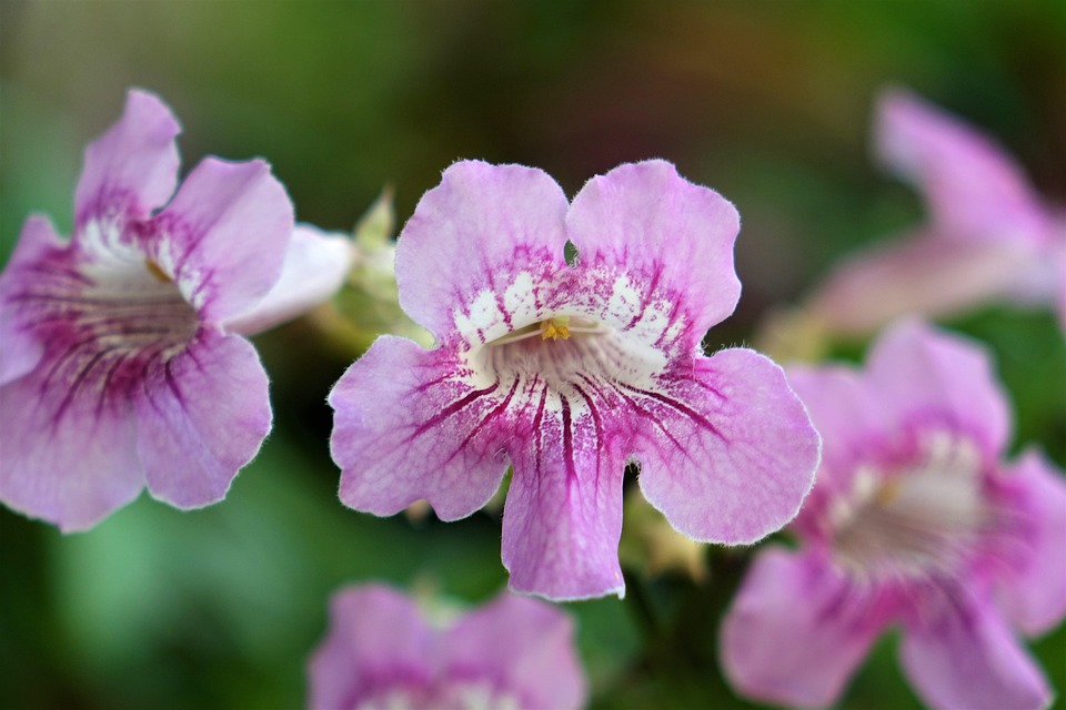 Flower Ziyun Flowers Purple Yun - Free photo on Pixabay - Pixabay