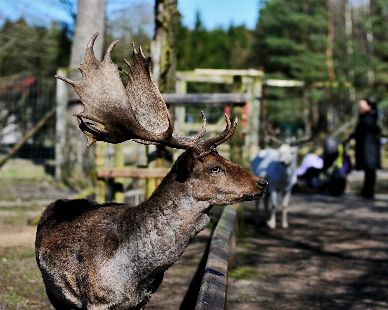 Deer Animal Wild - Free photo on Pixabay - Pixabay