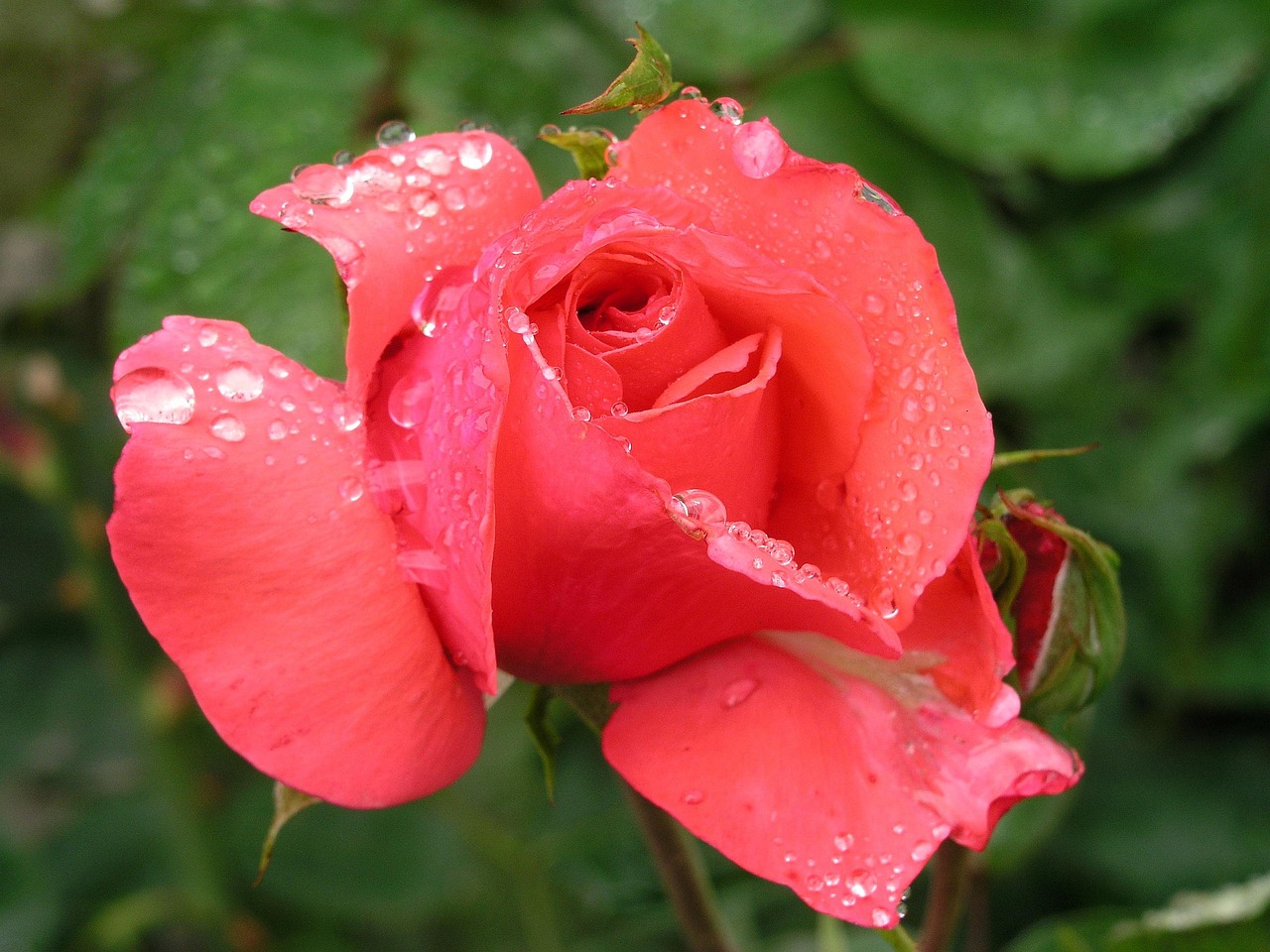 Flor Rosa Rojo - Foto gratis en Pixabay - Pixabay