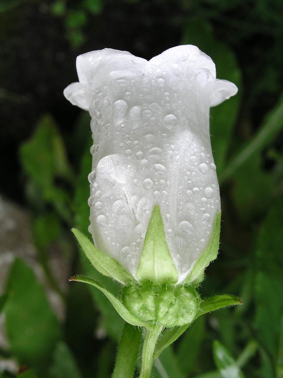 Flor Blanco Bloom - Foto gratis en Pixabay - Pixabay