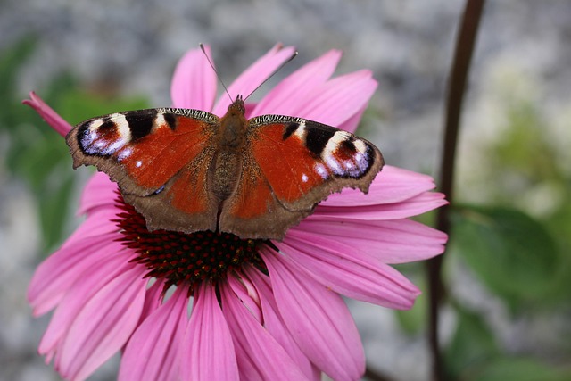 Fleur Papillon Paon - Photo gratuite sur Pixabay - Pixabay