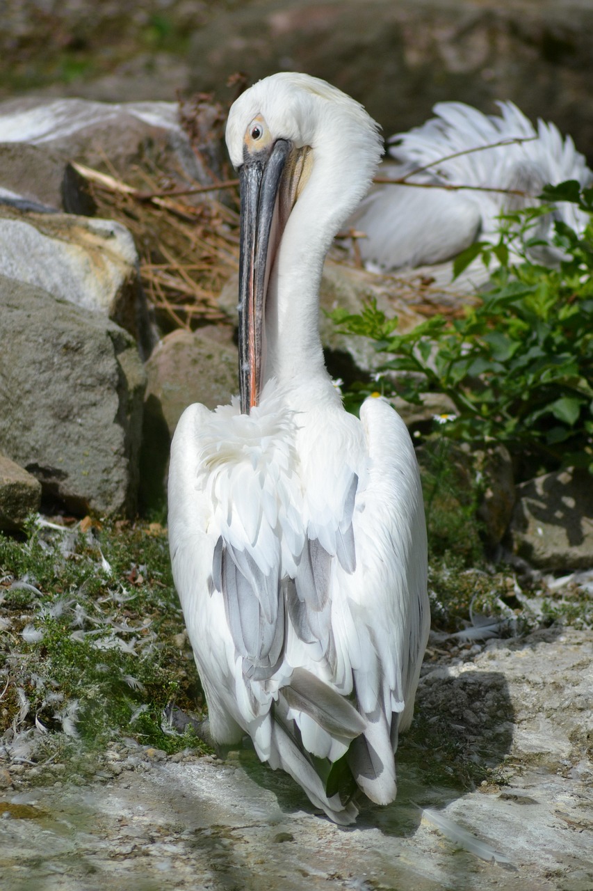 Africa Pelican Zoo - Free photo on Pixabay - Pixabay