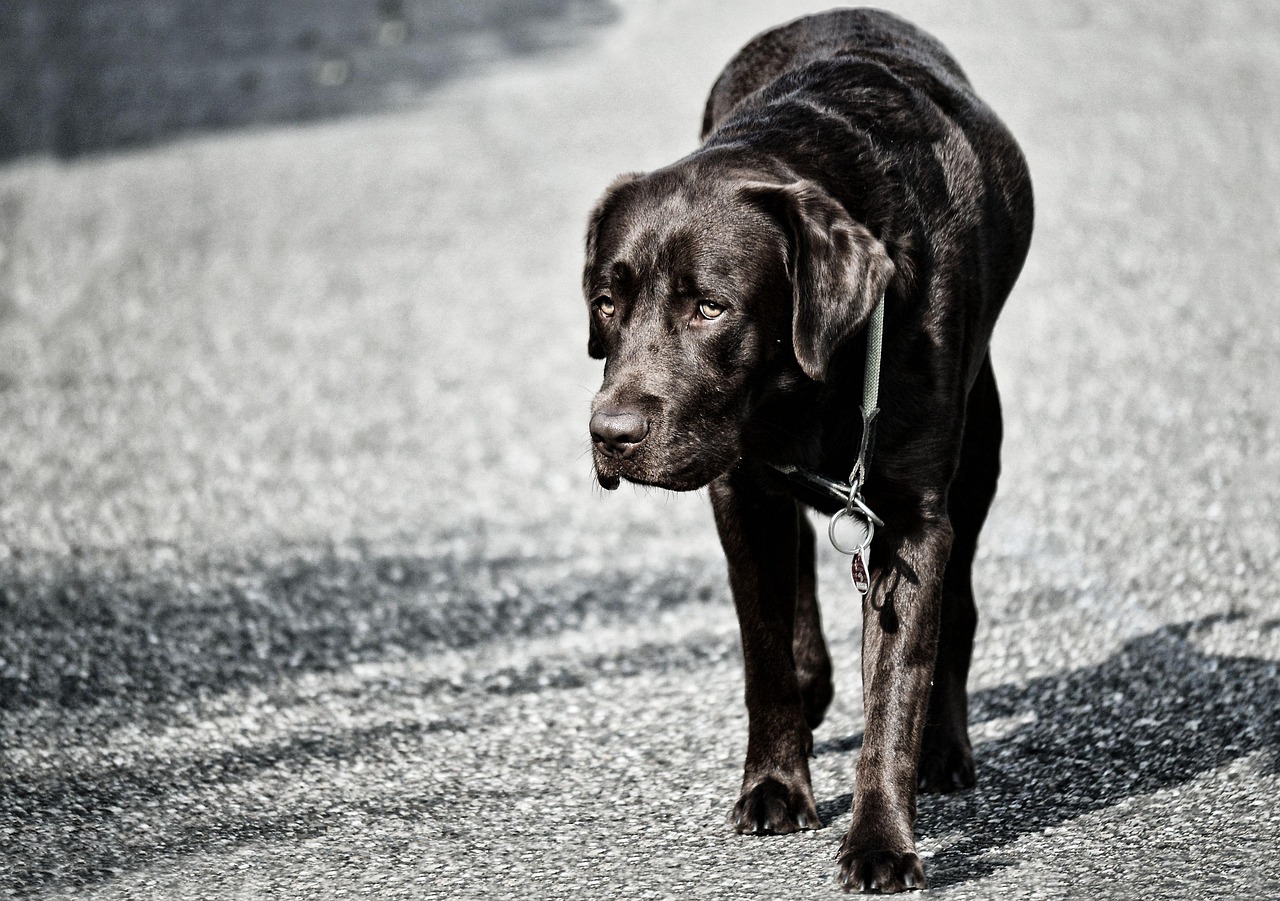 Dog Labrador Domestic Animal - Free photo on Pixabay