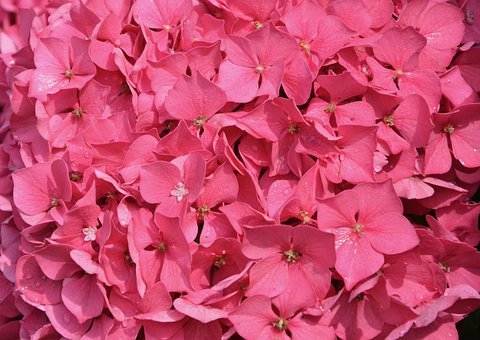 50+ Free Pink Carpet & Pink Images