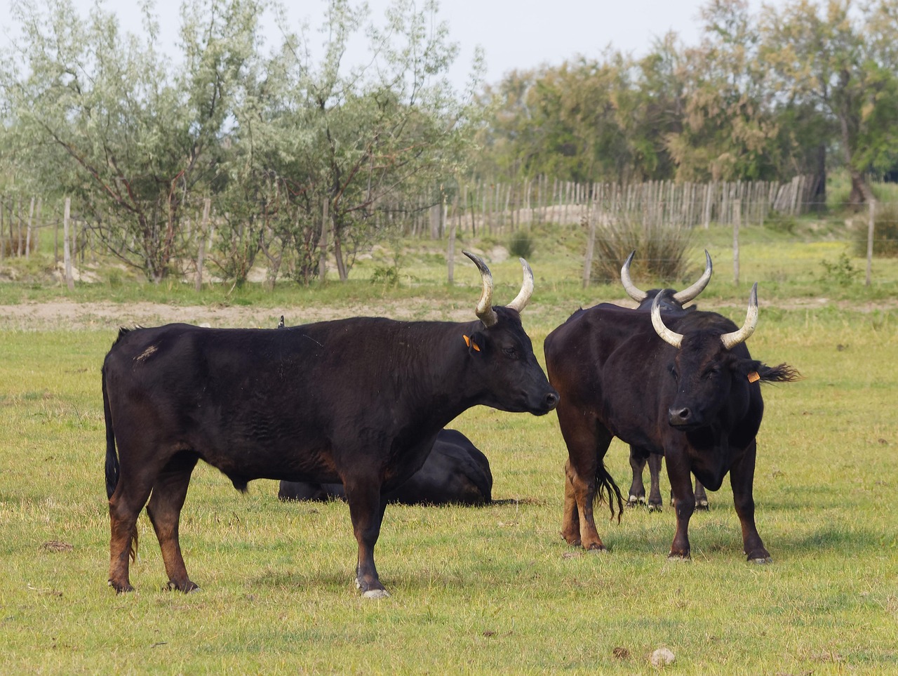 Animal Toro Animales - Foto gratis en Pixabay - Pixabay