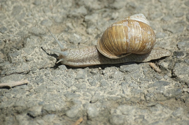 Escargot - Photo gratuite sur Pixabay - Pixabay