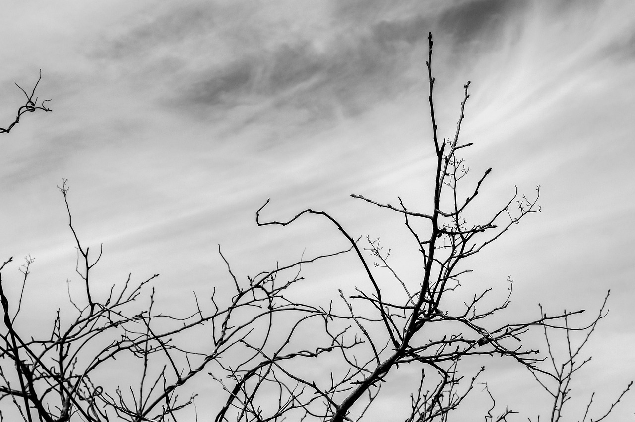 50,000+ Free Gray-Scale & Grayscale Images - Pixabay