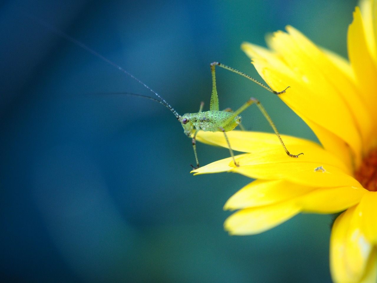 Sprinkhaan Insect Close-Up - Gratis foto op Pixabay - Pixabay